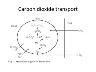 Carbon dioxide transport | PPTX