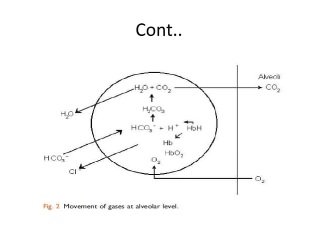 Carbon dioxide transport | PPTX | Lung and Respiratory Health ...