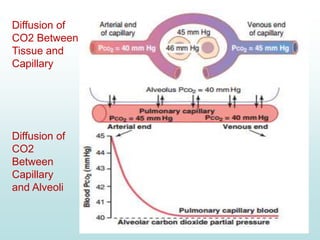 Carbondioxide transport | PPT