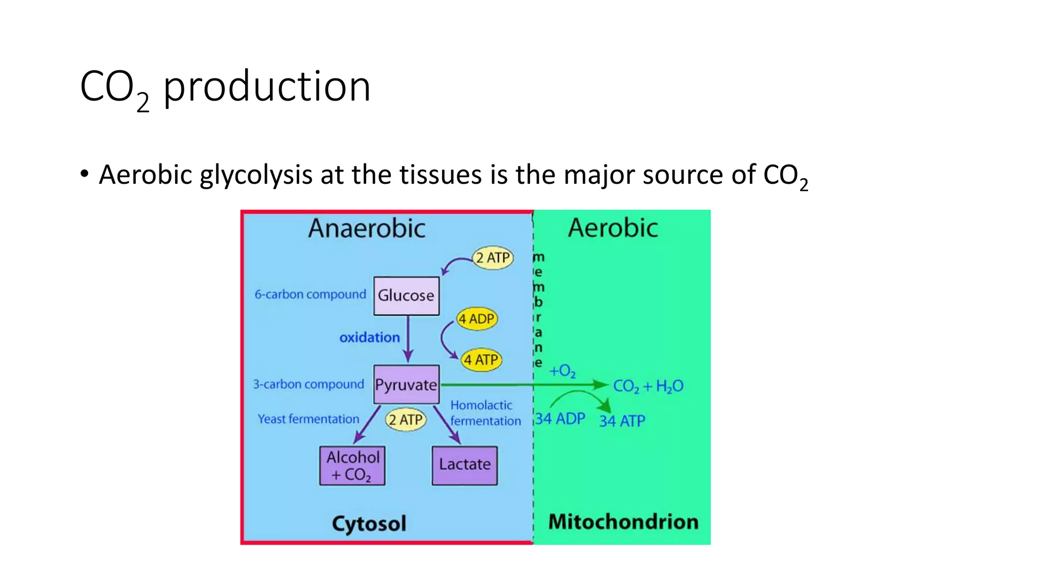 Carbon dioxide Transport.pptx