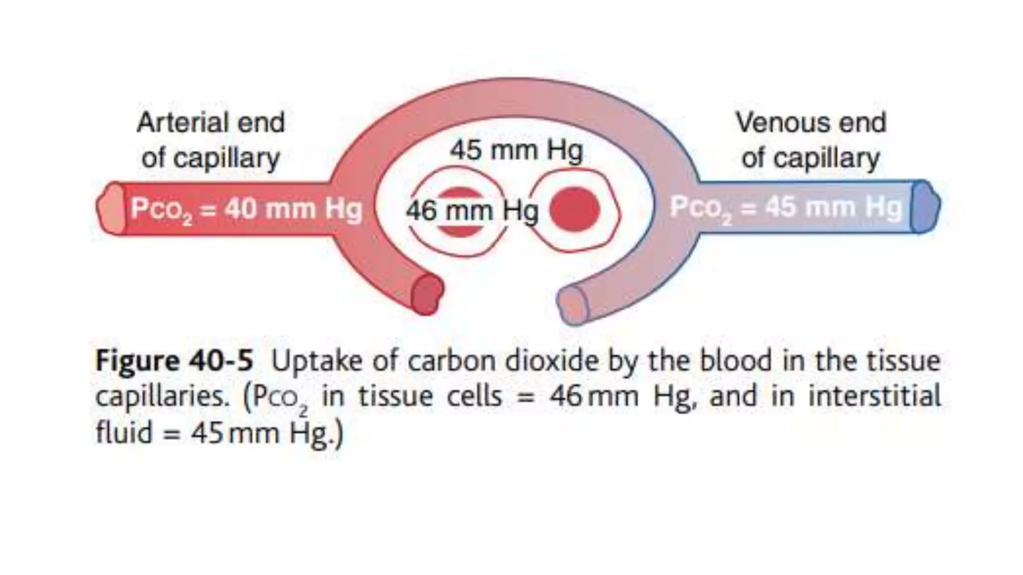 Carbon dioxide Transport.pptx