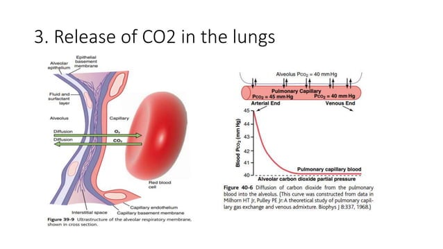 Carbon dioxide Transport.pptx