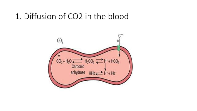 Carbon dioxide Transport.pptx