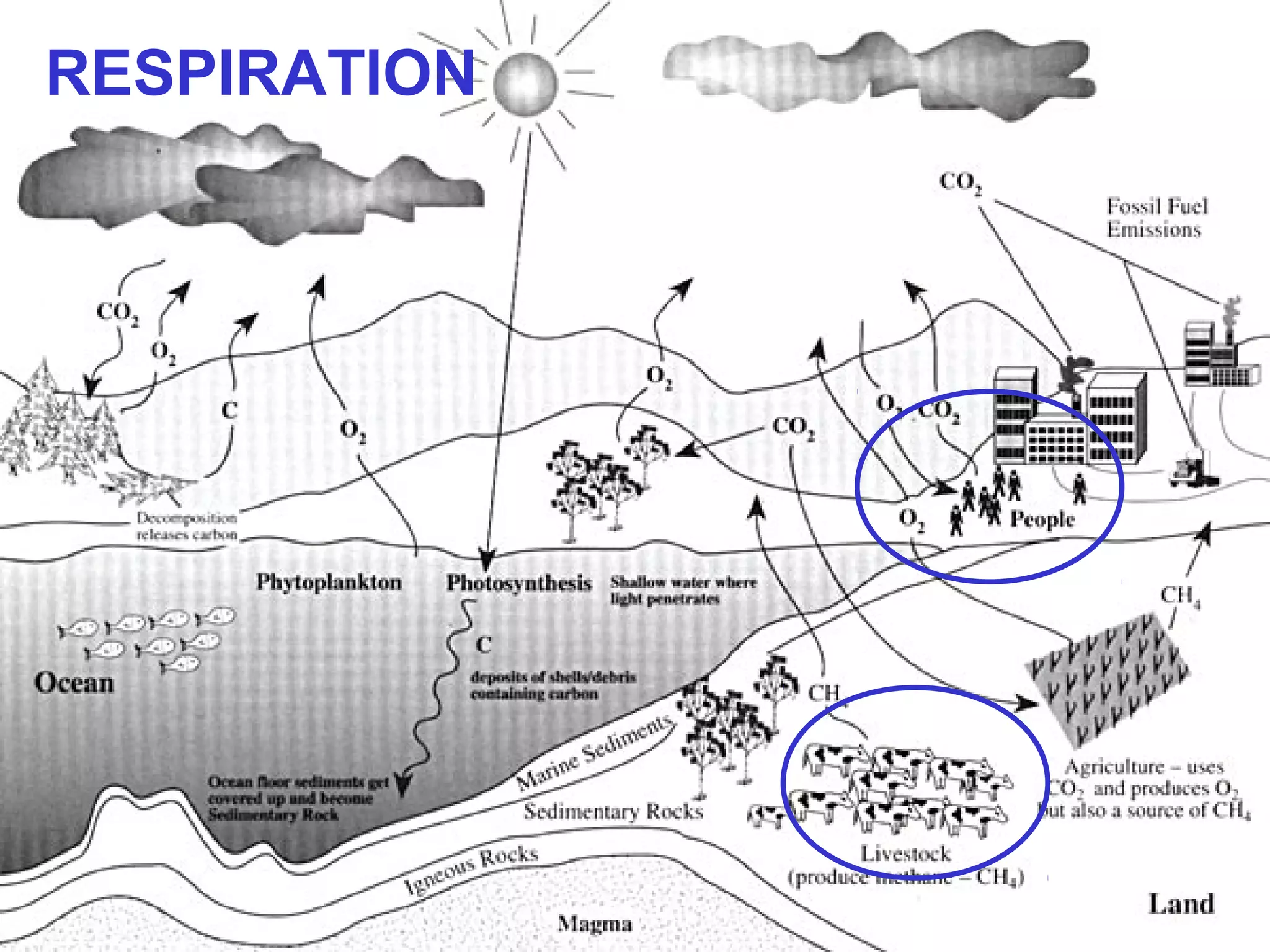 Carbon-Oxygen Cycle | PPT