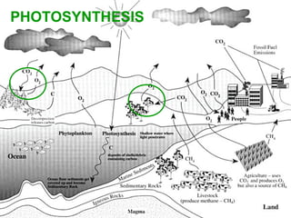 Carbon-Oxygen Cycle | PPT