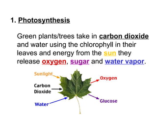 Carbon-Oxygen Cycle | PPT
