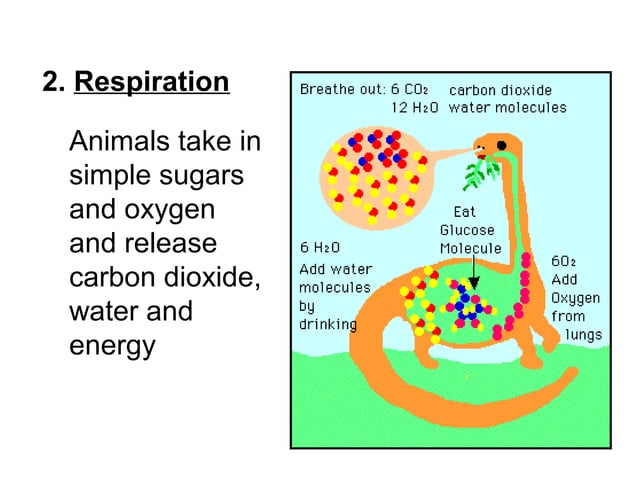 Carbon-Oxygen Cycle | PPT | Chemistry | Science