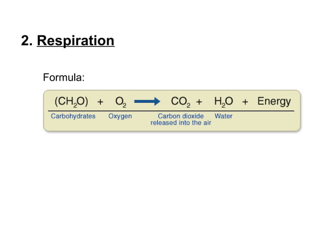 Carbon-Oxygen Cycle | PPT | Chemistry | Science