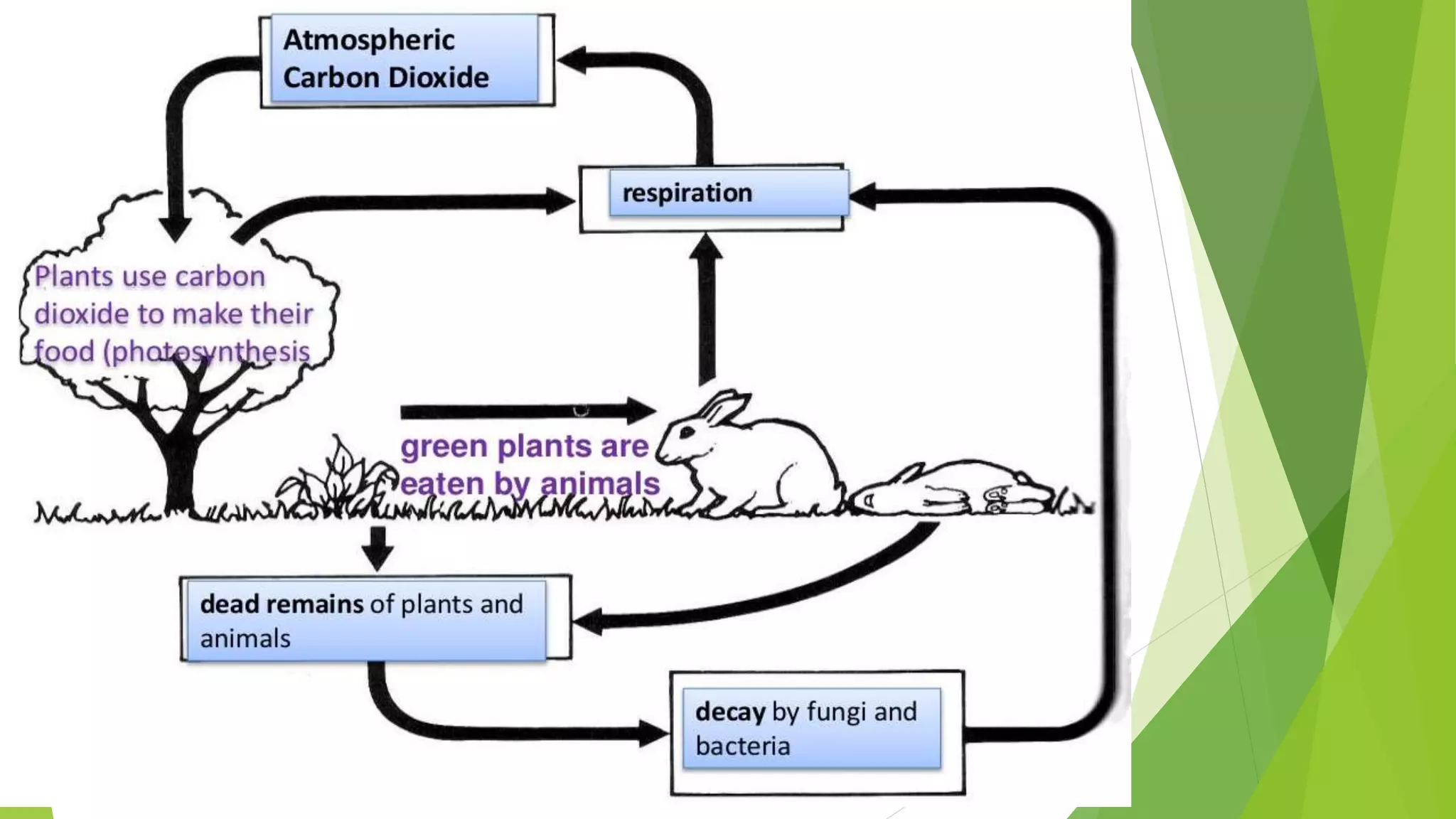 Biogeochemical cycle | PPT