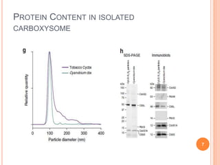 Carboxysome encapsulation of the co2 fixing enzyme rubisco in | PPT