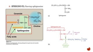 Carbohydrate and Lipid biochemistry | PPTX