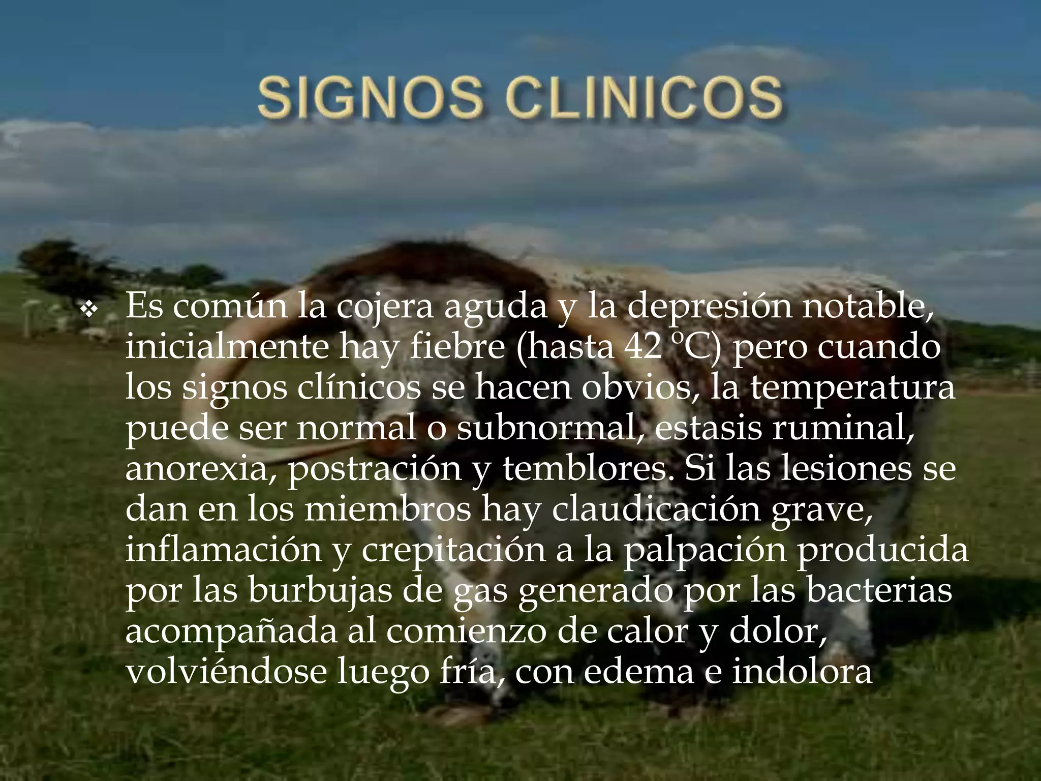 carbunco sintomatico - inmunologia | PPTX