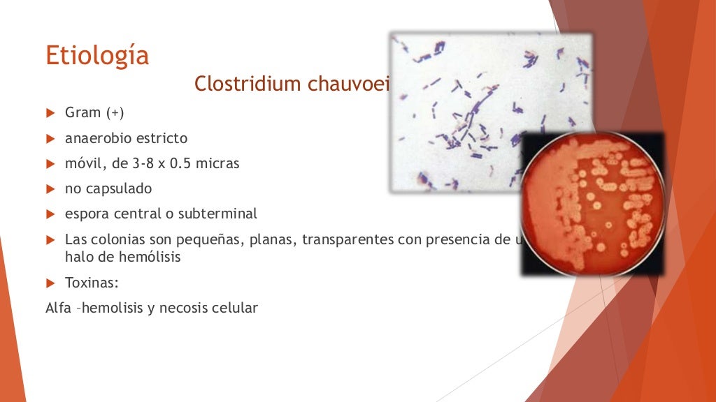 Carbunco sintomático