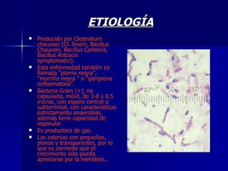 Carbunco Sintomatico | PPT