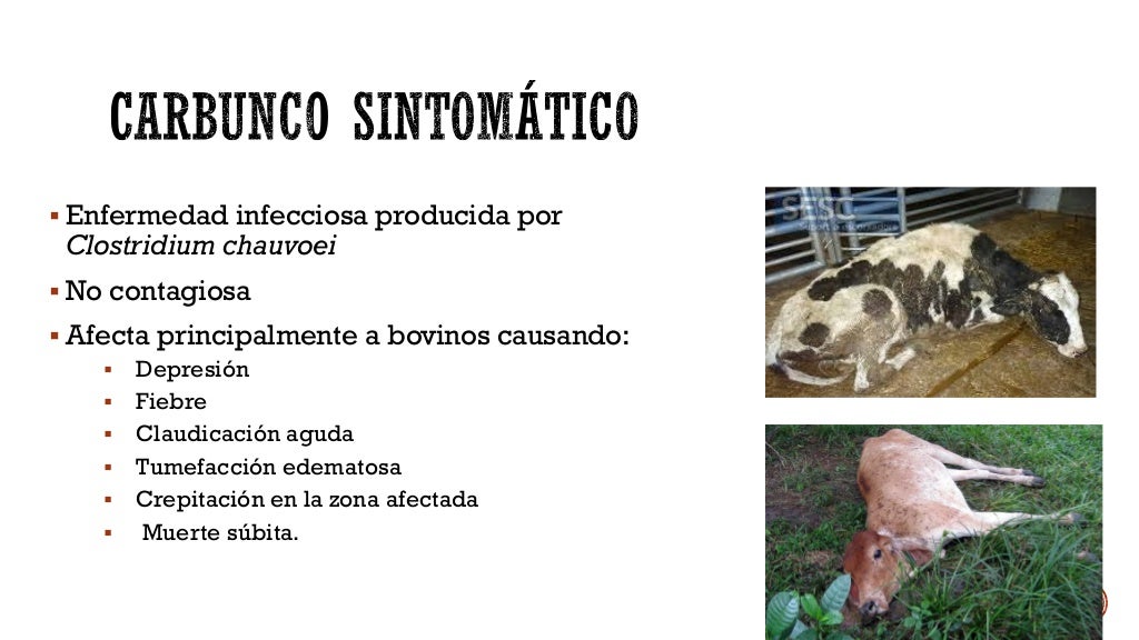 Carbunco sintomático