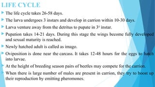 Carcass | PPT