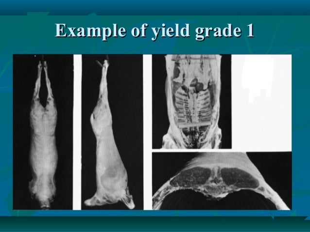 Carcass Grade
