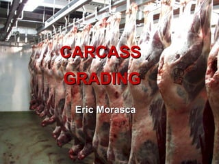 Carcass grading | PPS