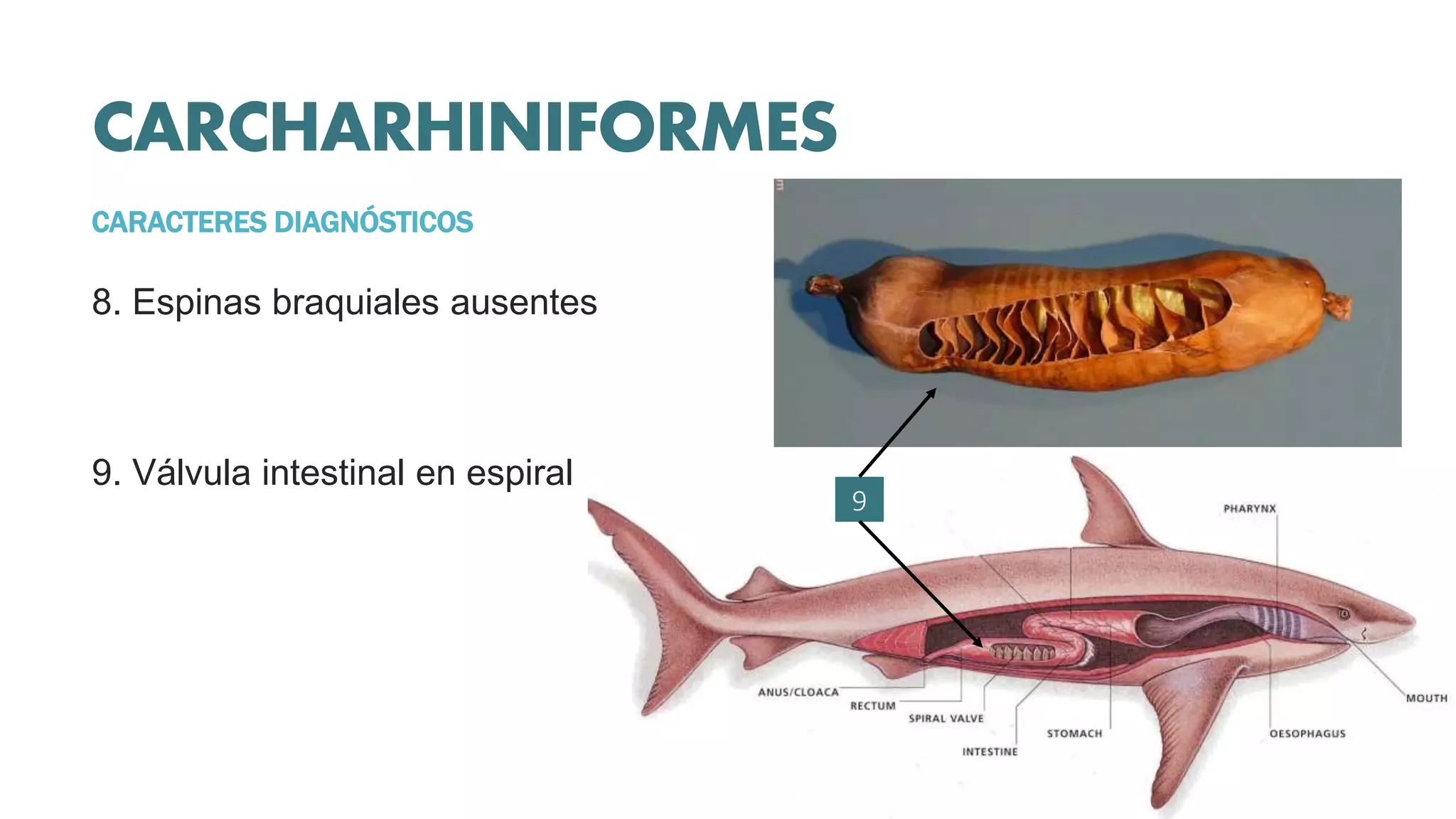 Peces: Orden Carcharhiniformes (Tiburones Cazón, Tintoreras) | PPTX