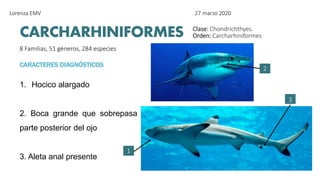 Peces: Orden Carcharhiniformes (Tiburones Cazón, Tintoreras) | PPTX