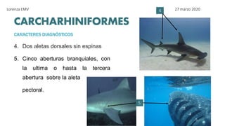 Peces: Orden Carcharhiniformes (Tiburones Cazón, Tintoreras) | PPTX
