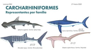 Peces: Orden Carcharhiniformes (Tiburones Cazón, Tintoreras) | PPTX