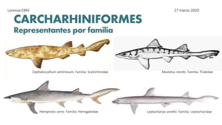 Peces: Orden Carcharhiniformes (Tiburones Cazón, Tintoreras) | PPTX