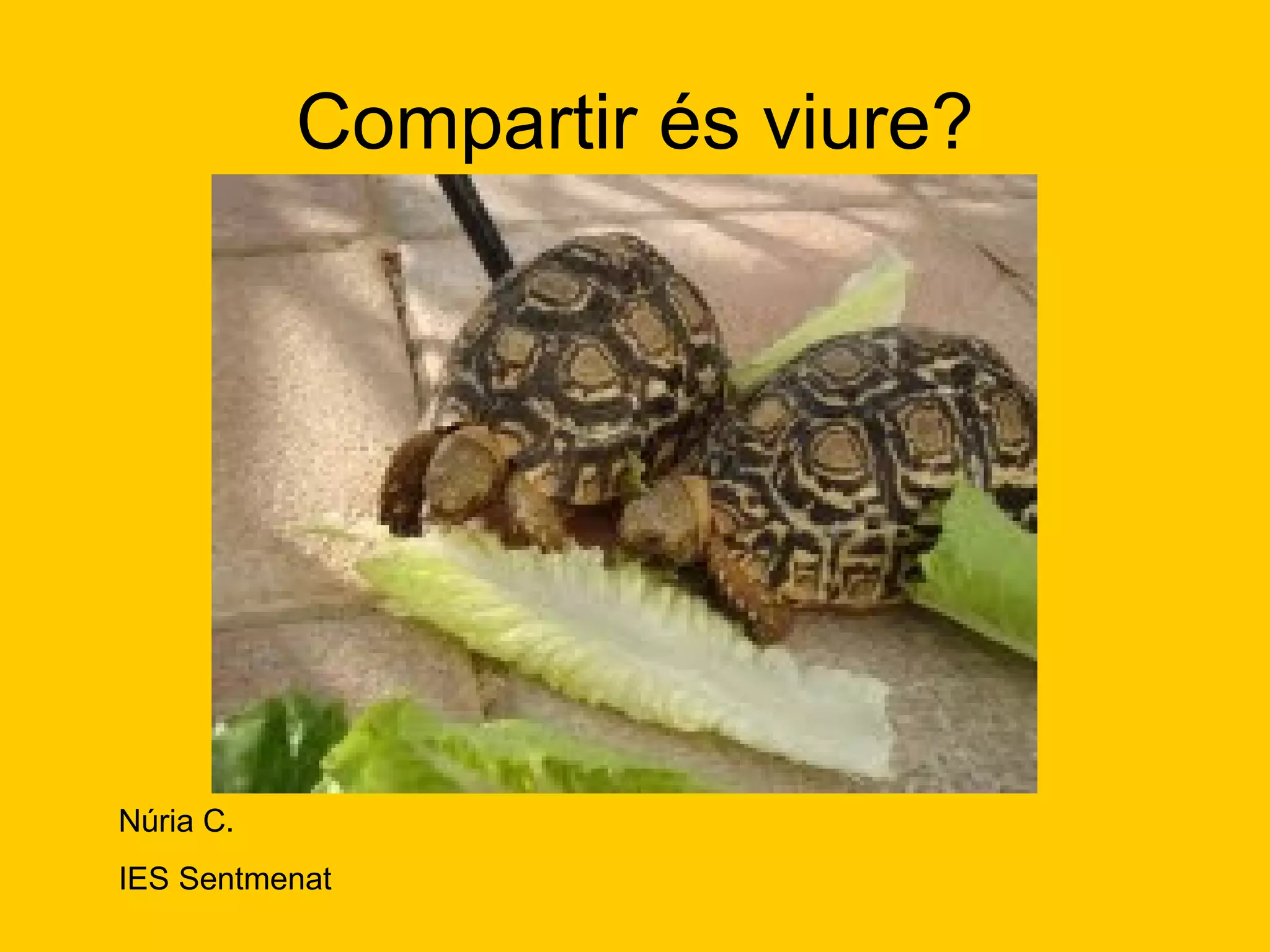 Premis mostra fotofilosofia | PPT