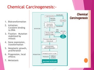 Carcinogenesis Stages