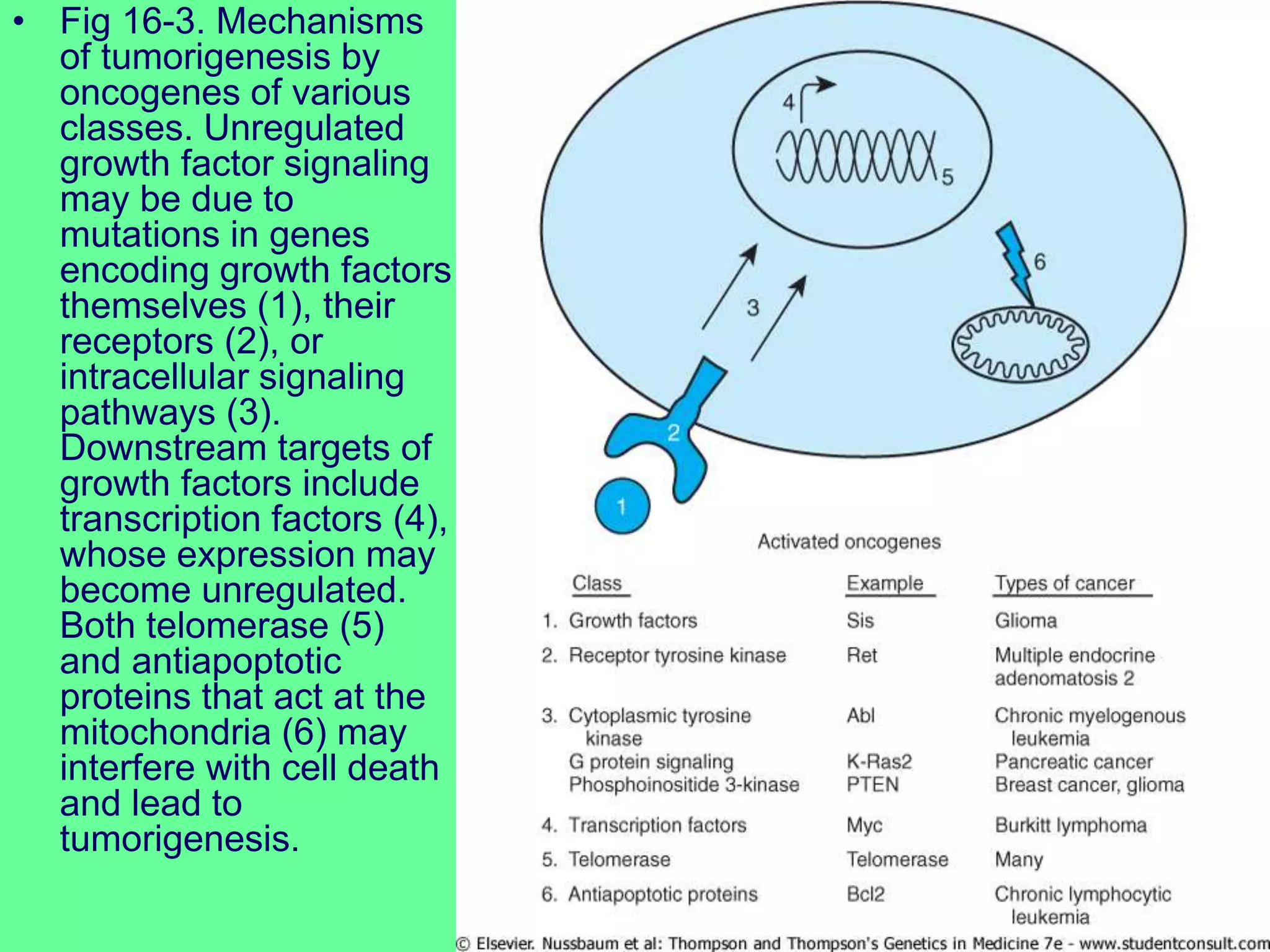 Carcinogenesis | PPT