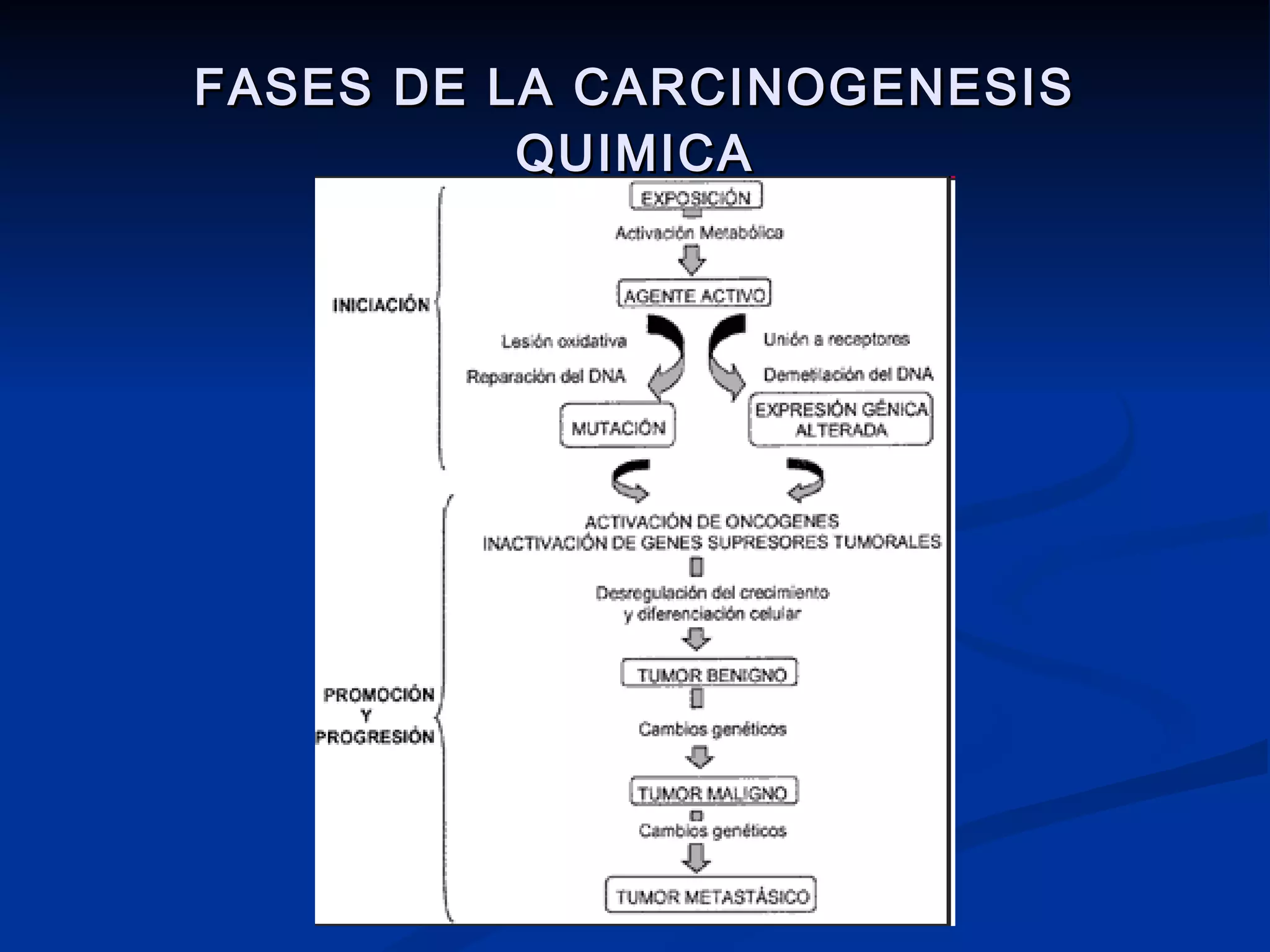 Carcinogenesis Quimica Diapositivas | PPT
