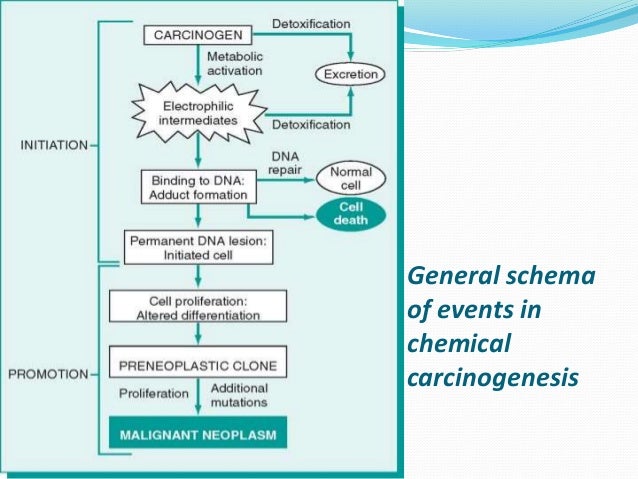 Carcinogenic agents and their cellular interactions