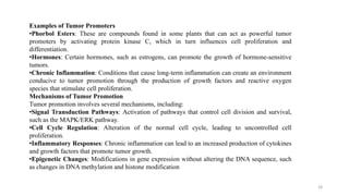 CARCINOGENESIS TRANSPLACENTAL CARCINOGENESIS | PPTX | Cancer | Diseases ...