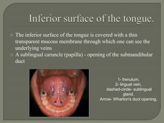 Frenulum Of The Cancer