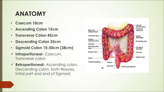 Initial Part Of Colon