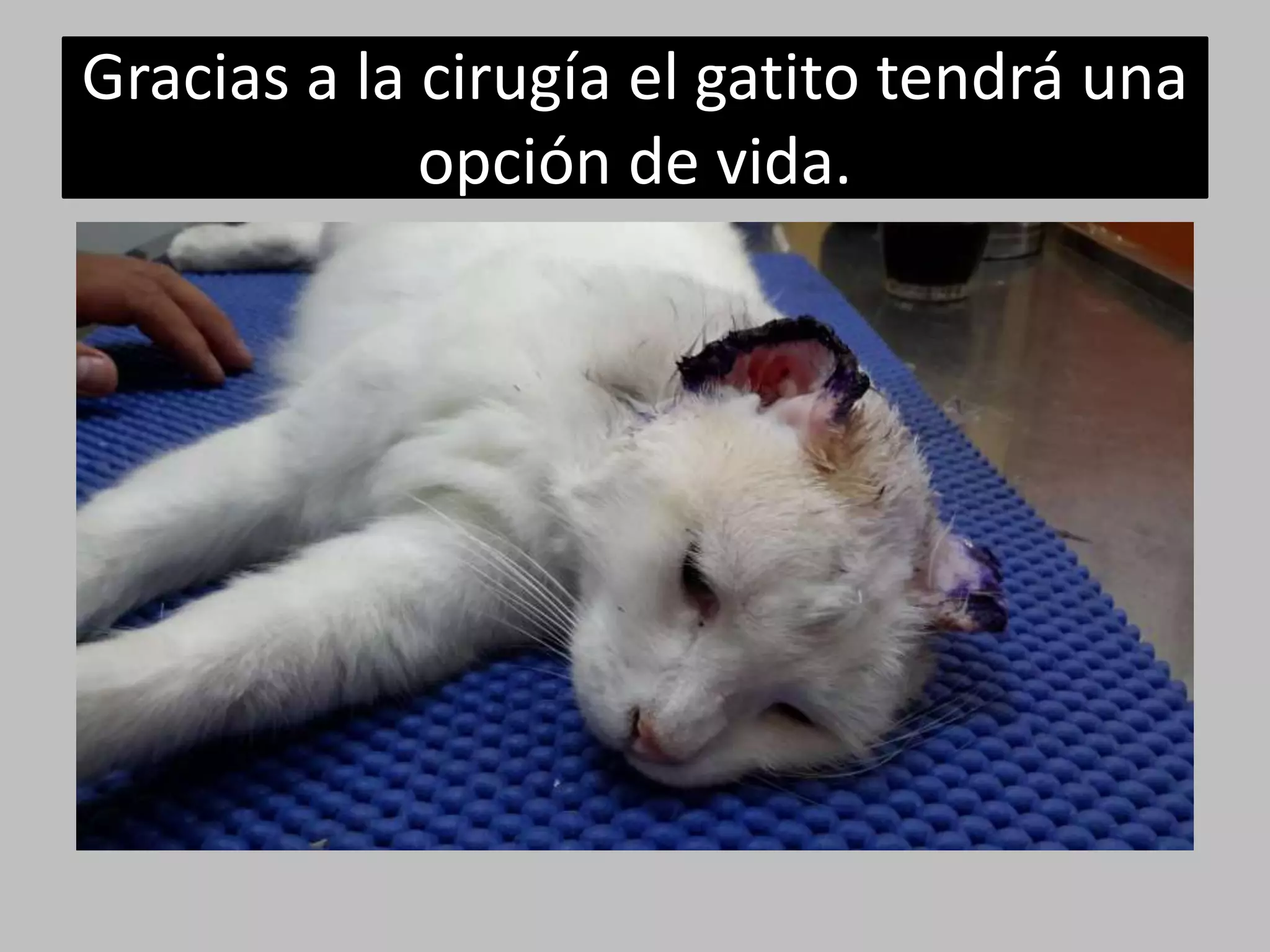 Carcinoma epidermoide en oreja de gato | PPTX | Veterinary Medicine | Pets
