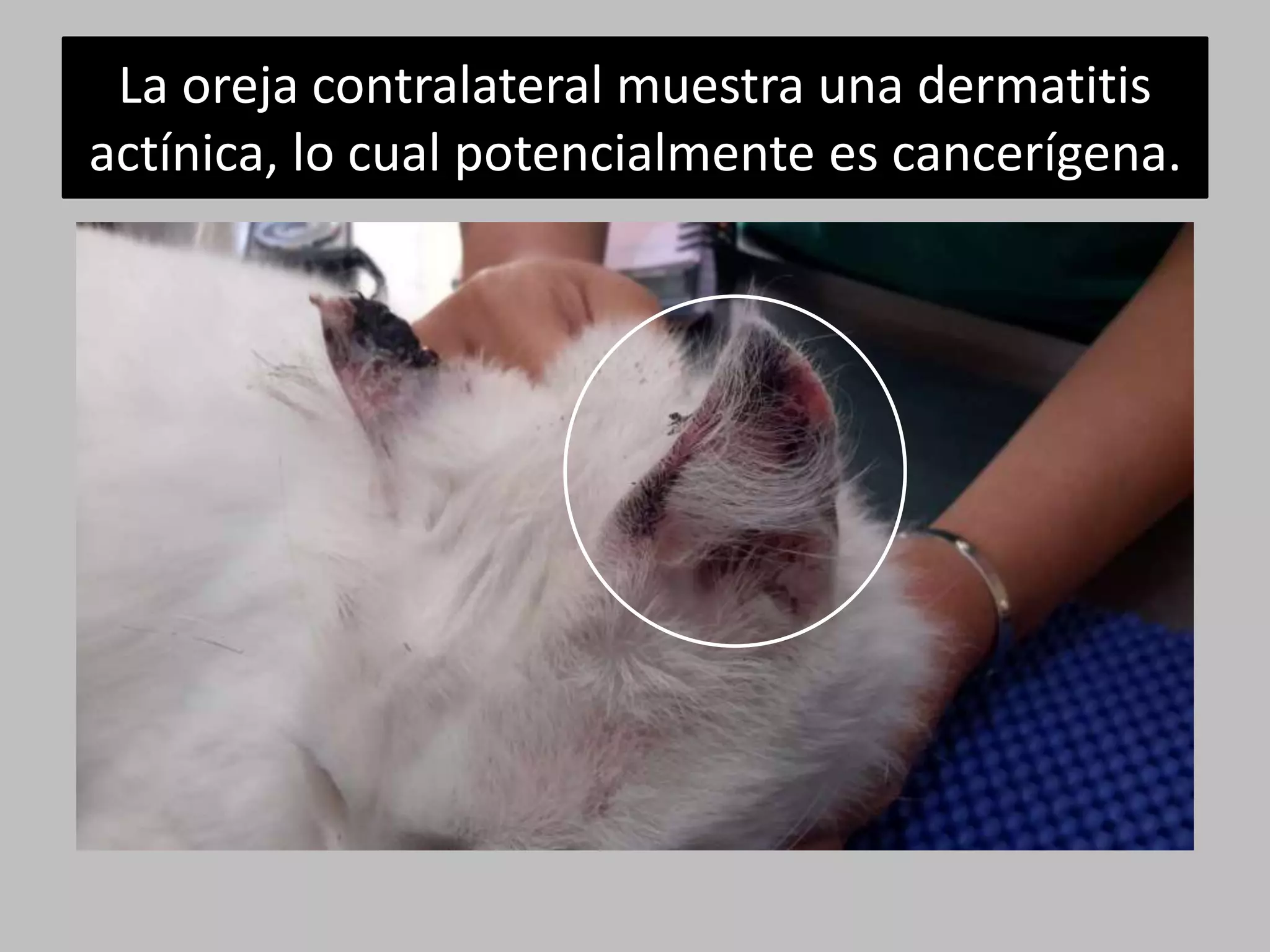 Carcinoma epidermoide en oreja de gato
