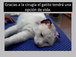 Carcinoma epidermoide en oreja de gato | PPTX