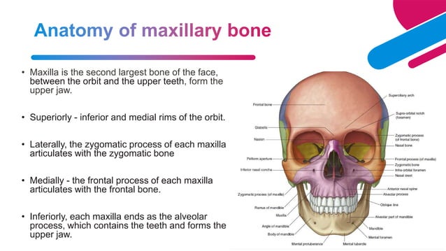 Carcinoma maxilla.pptx | Ear, Nose and Throat Conditions | Diseases and Conditions