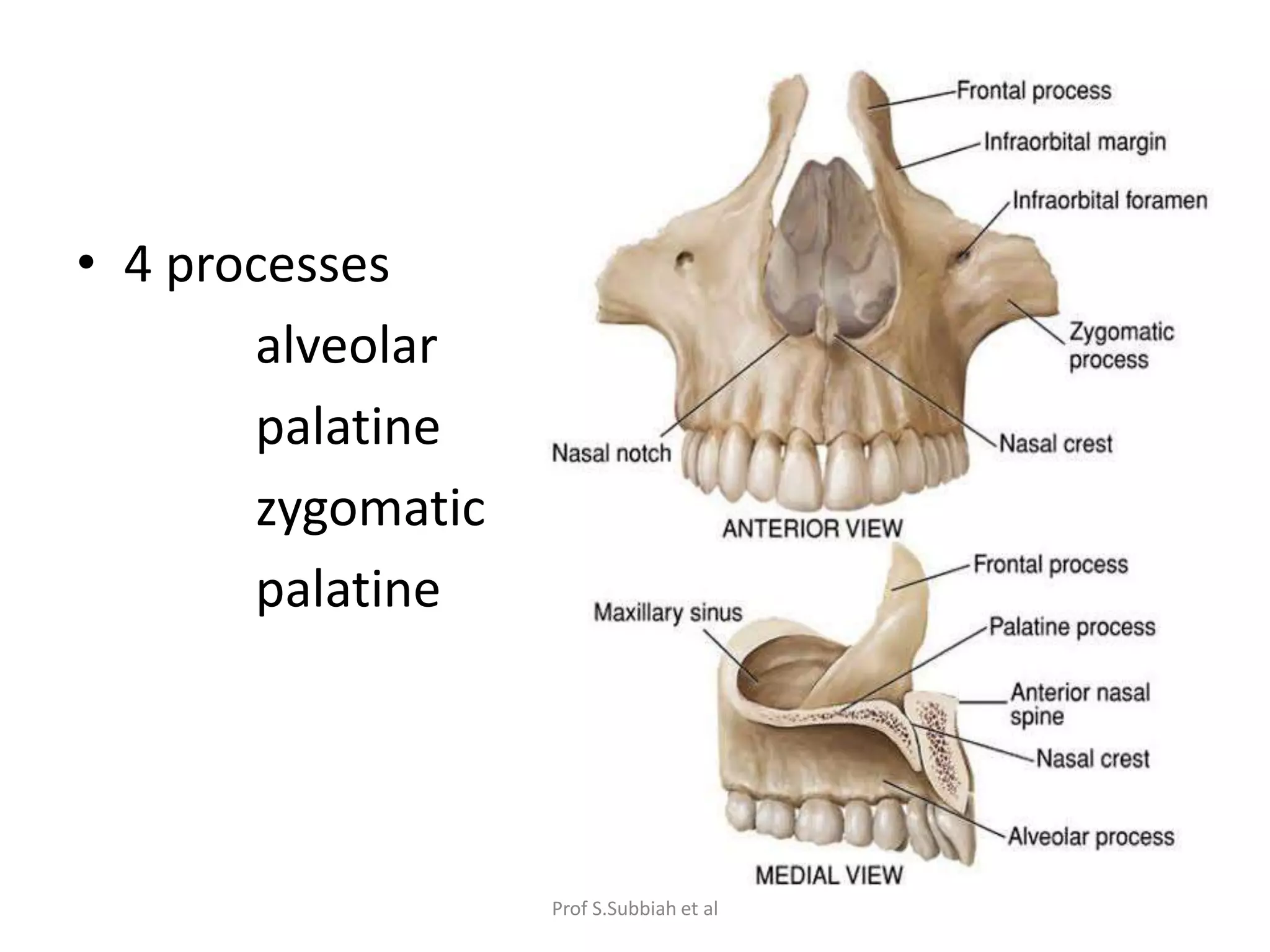 Carcinoma Maxillary sinus | PPTX