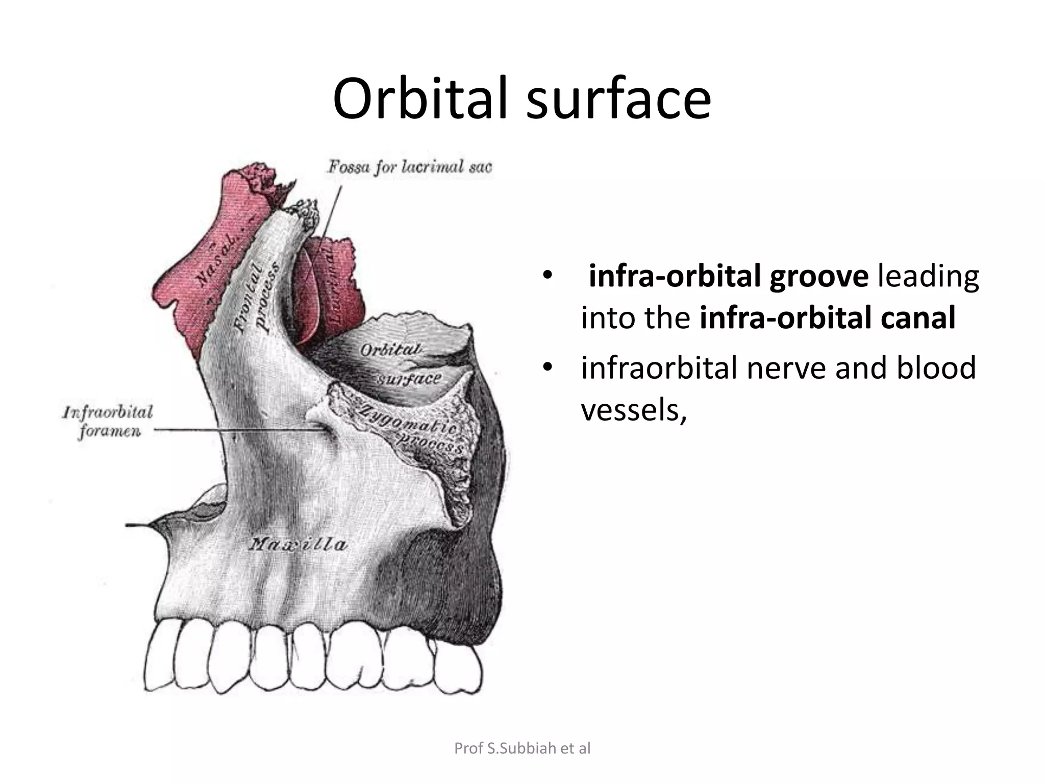 Carcinoma Maxillary sinus | PPTX
