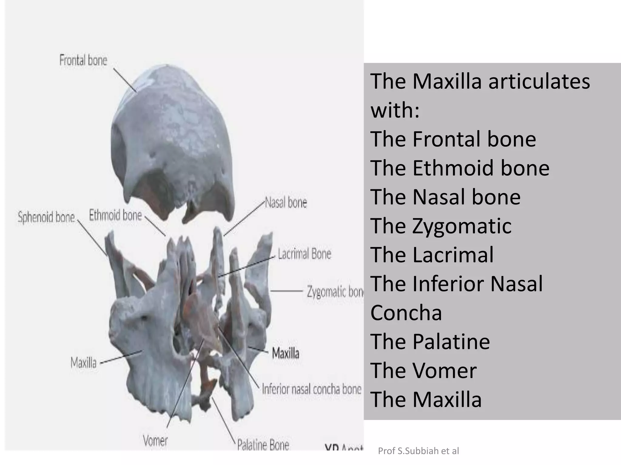Carcinoma Maxillary sinus | PPTX