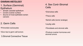 Comprehensive Overview of Ovarian Carcinoma: Diagnosis, Histology, and ...
