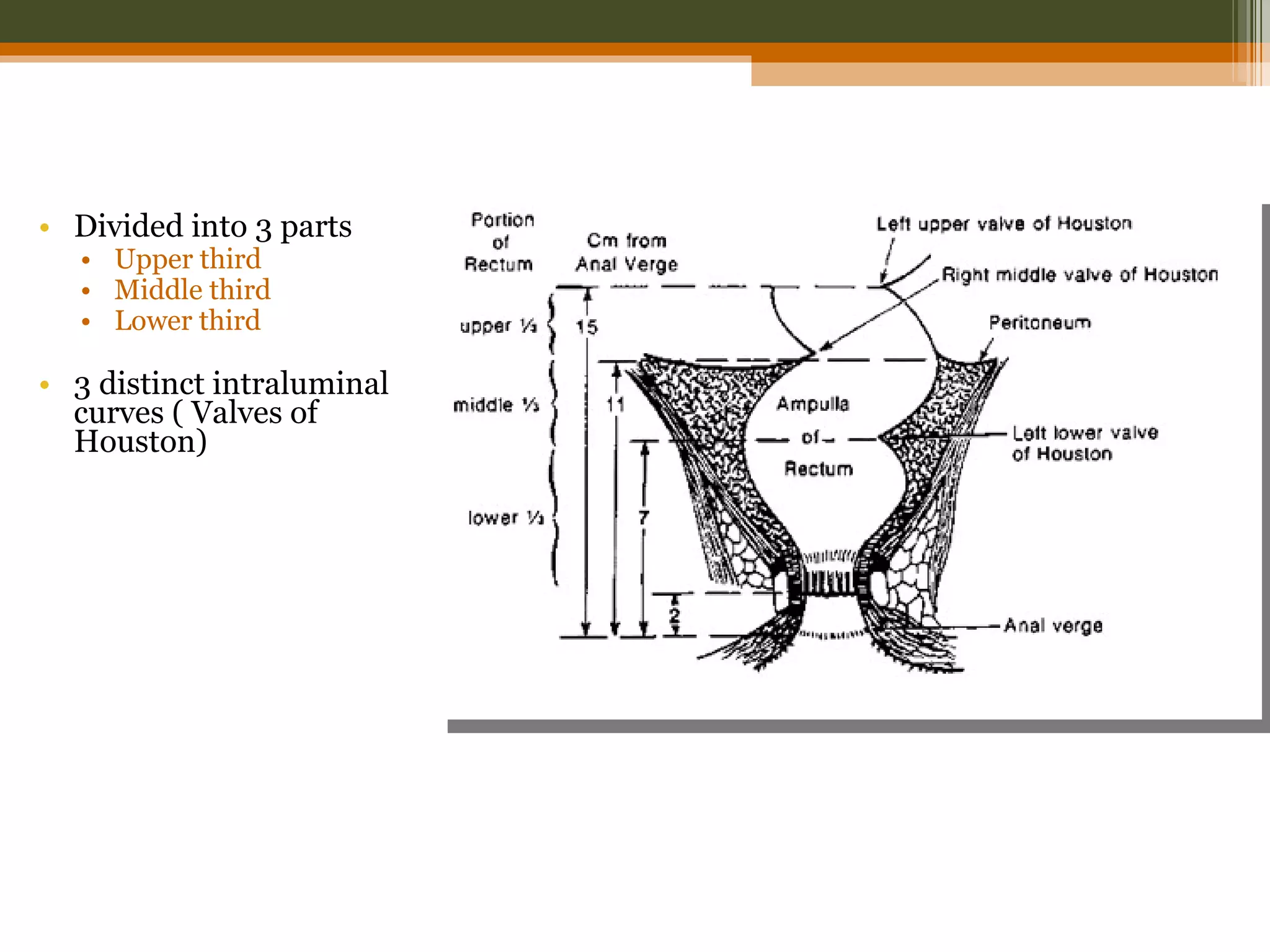 Carcinoma rectum (Rectal Cancer) | PPT