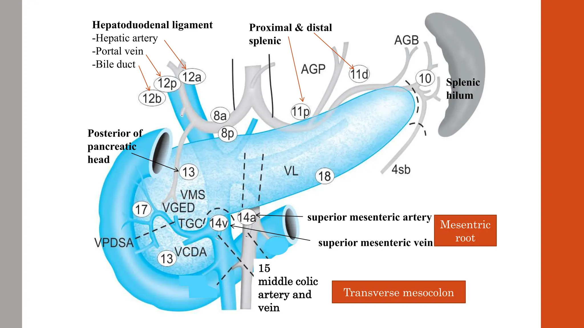 CARCINOMA STOMACH- ETIOLOGY, CLINICAL FEATURES & INVESTIGATIONS | PPTX
