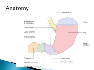 Carcinoma stomach presentation | PPTX