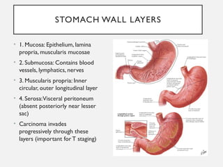 Carcinoma_Stomach_Updated_Anatomy (2).pptx