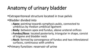 Carcinoma Urinary Bladder.pptx