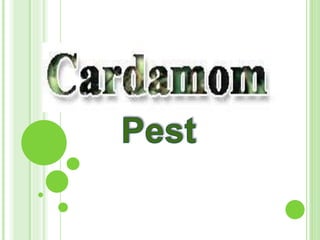 Cardamom | PPTX