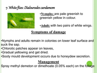 Cardamom | PPTX